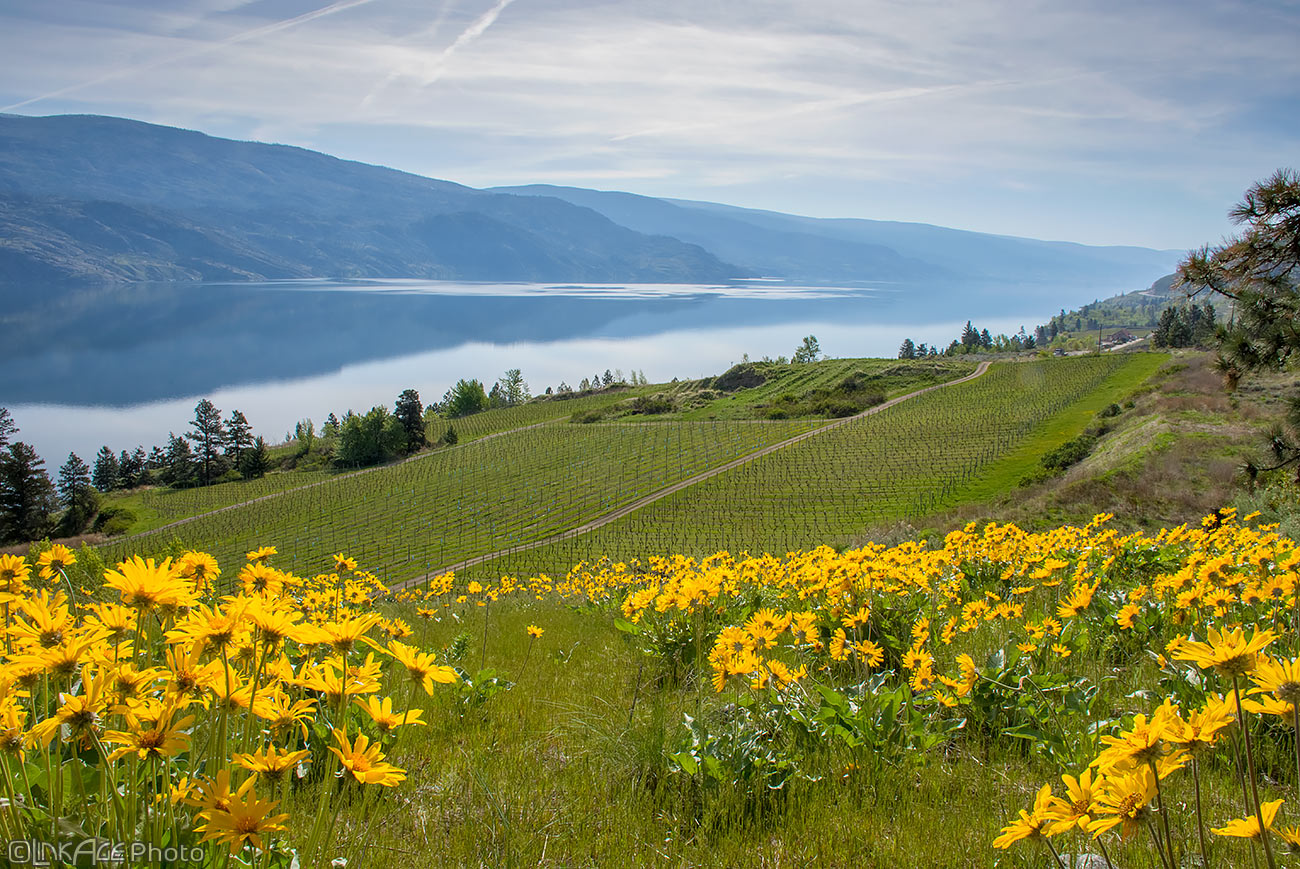 Spring Balsamroot Over Okanagan Lake - Photo Print